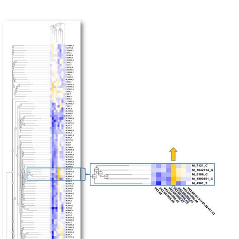Sex‐related Associations Between Single Nucleotide Polymorphisms Snps