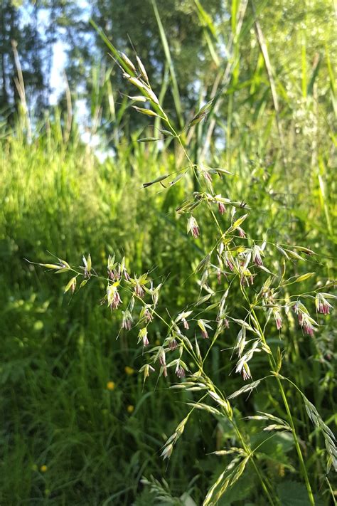 Peat Free False Oat Grass Arrhenatherum Elatius Super Plugs Wild