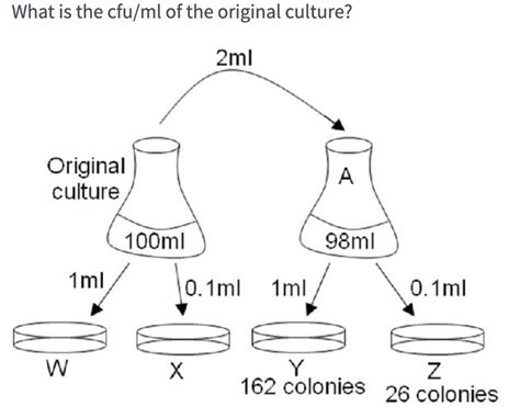 Solved What Is The Cfu Ml Of The Original Culture Chegg Com