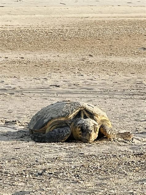 In A Rare Event Loggerhead Turtle Lays Eggs During Daylight Action