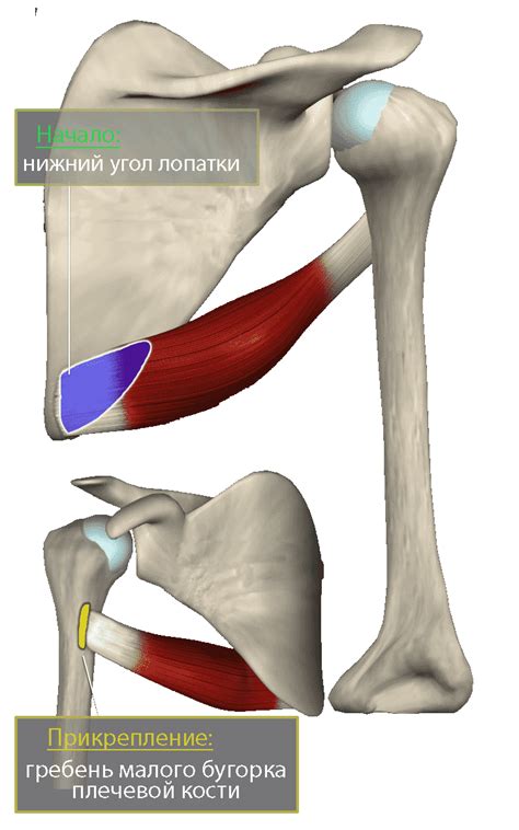 Большая круглая мышца