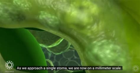 What Is Inside A Leaf Encywiki