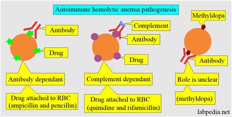Anemia Part 8 Hemolytic Anemias Classification Autoimmune Hemolytic Anemia Lab Diagnosis