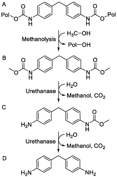 Identification Of Urethanases For Biocatalytic Recycling Of Toluene Diisocyanate‐ And Methylene