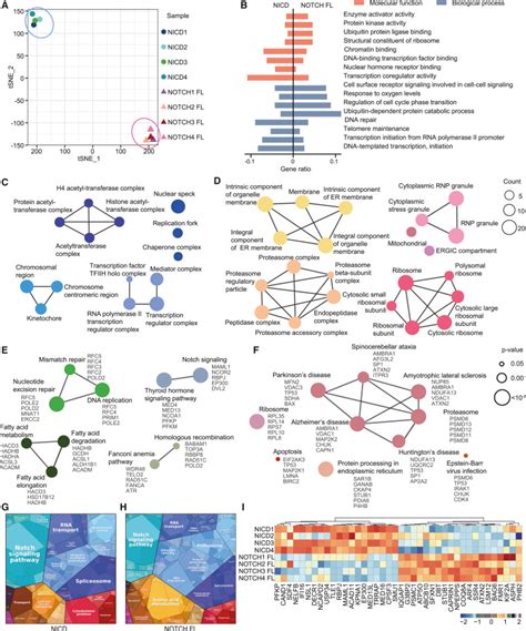 A Spatially Defined Human Notch Receptor Interaction Network Reveals