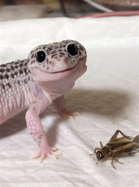 Cute Leopard Gecko