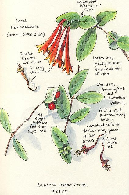 Coral Honeysuckle Botanical Sketchbook