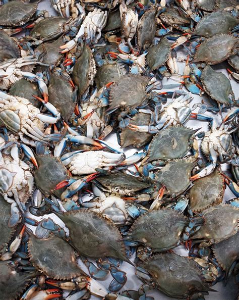 Maryland Blue Crab › Foodies Favorite