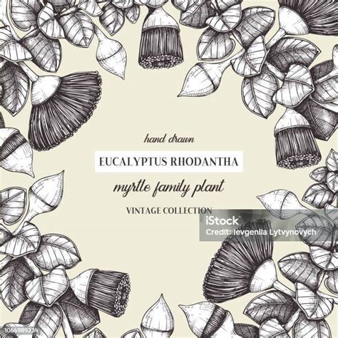 Red Eucalyptus Card Design Stock Illustration Download Image Now