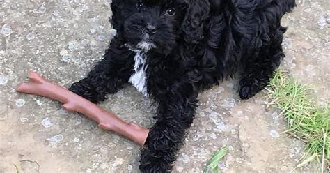 Alfie The Cavapoo 11 Weeks Album On Imgur