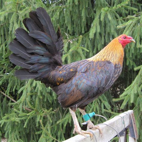 Top 25 Ideas About Gallos Finos On Pinterest The Philippines Hens