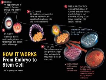 Cell Differentiation Stem Cell Presentation By MrsFitz TpT