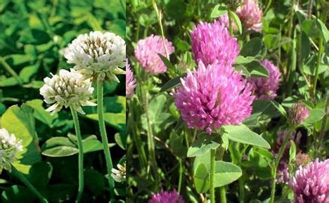 3 Common Edible Plants