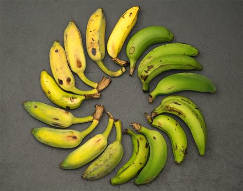 A Quest For The Gros Michel The Great Banana Of Yesteryear Gastro