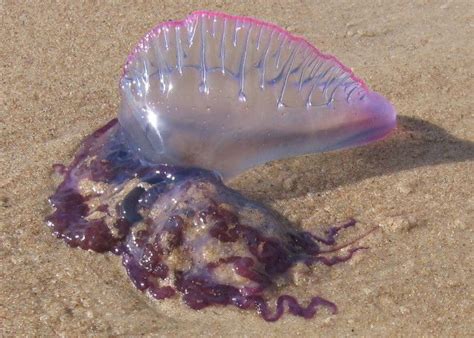 Portuguese Man O War Attack