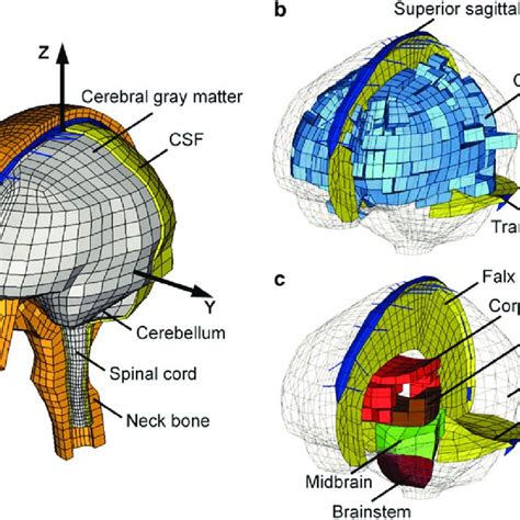 A Isometric View Of The Finite Element Model Of The Human Head With
