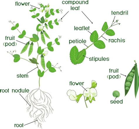 Peas For Producers Alberta Pulse Growers