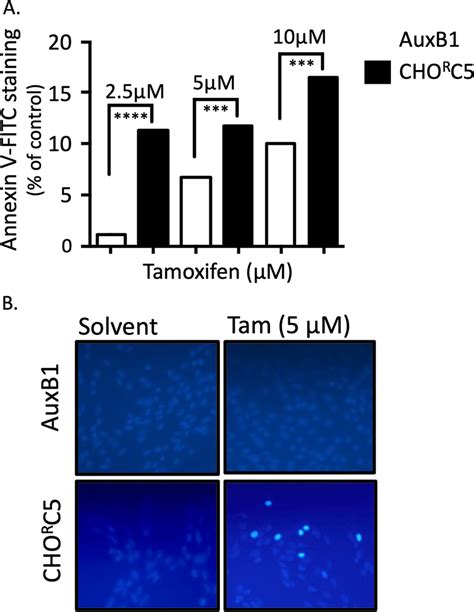 Tamoxifen Promotes Apoptosis In Drug Resistant CellsCells Were Treated