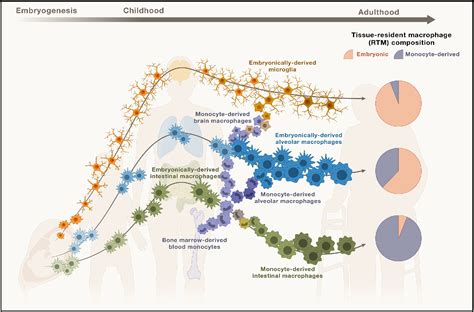 Figure 2 From Macrophages In Health And Disease Semantic Scholar