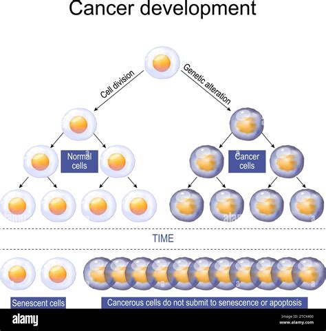 Tumor Initiation Stock Vector Images Alamy