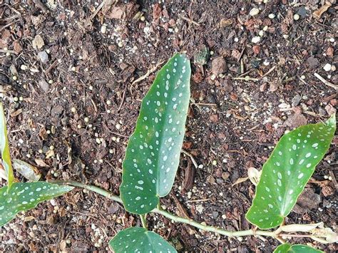 How To Propagate Begonia Albopunctata