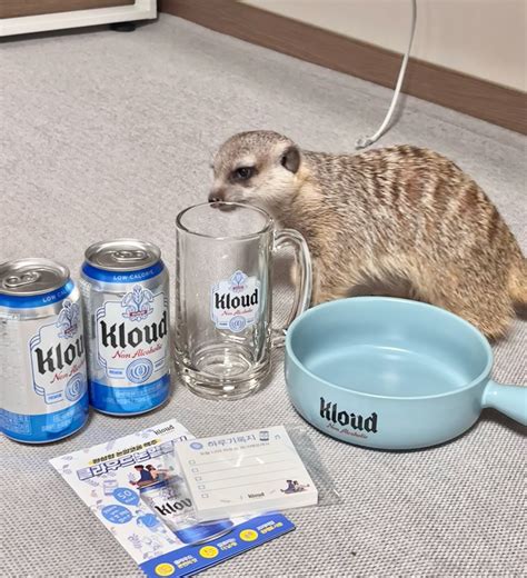 ˚⋆ ̥ ⋆⁺₊⋆ᙏ̤̫ 허진희˚⋆ ̥ ⋆⁺₊⋆ 제품제공 Flaliaofficial 플라리아와 귀여운 몰티즈가 만났어요💗 플라리아 퍼프가 유명한 이유가있더라구요