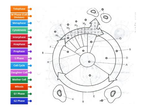 Cell Cycle Labeling Labelled Diagram