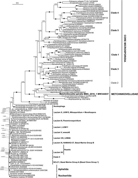 Ssu Rrna Phylogeny Of Microsporidia And Related Lineages Including The Download Scientific