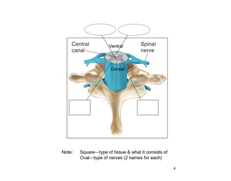 Spinal Splice Nerve Labeling Quiz