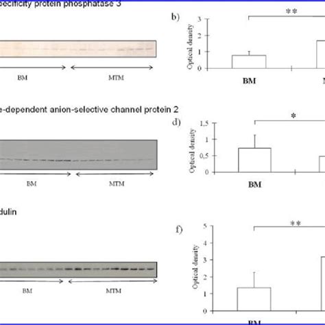 A Western Blot Analysis And B Densitometry Of Dual Specificity