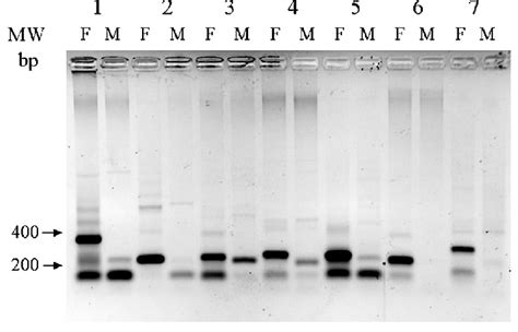 Sex Speciwc Electrophoretic Pattern Of The Spindlin Pcr Products