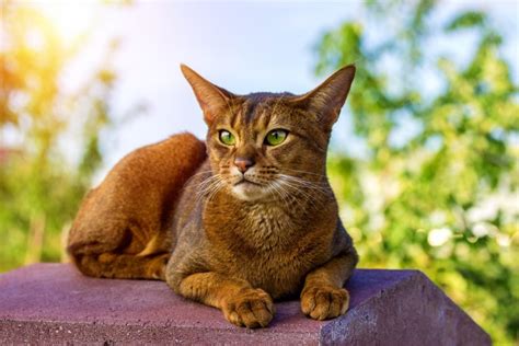 11 Long Nosed Cat Breeds With Info And Pictures Catster