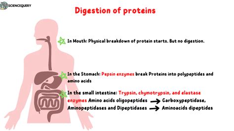 Protein Digestion How Does It Occur And Process Science Query