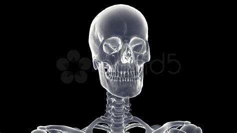 Xray Skeleton Bone X Ray