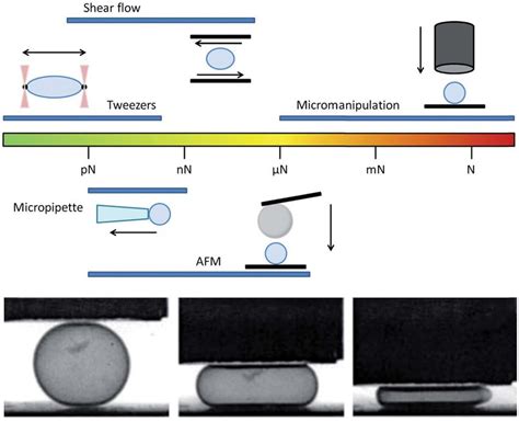 Schematic Representation Of Single Capsule Measurement Techniques And Download Scientific