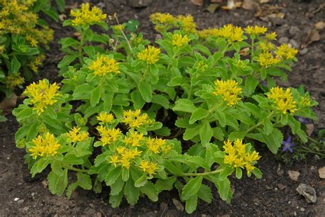 Sedum Hybridum Stonecrop