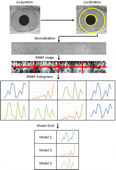 Proposed Iris Recognition System Download Scientific Diagram
