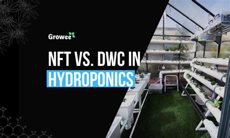 Nft Or Dwc Which Hydroponic System Is Better Growee