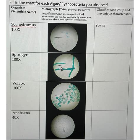 Solved Fill The Chart For Each Algae ﻿cyanobacteria You
