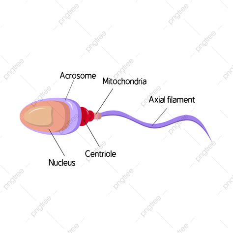 Sperm Cell Diagram