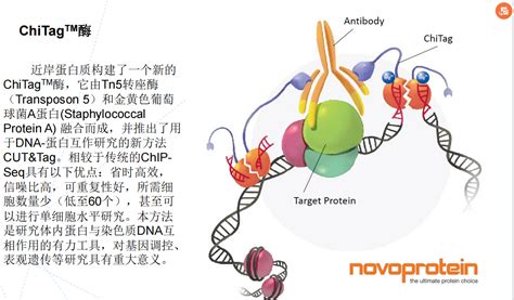 Dna 蛋白质互作研究方法生物器材网