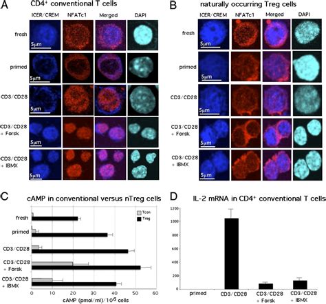 T Regulatory Cells Microscope