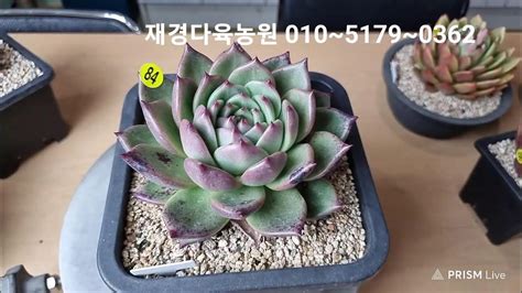 1월3일 라이브방송 명품창 특가세일ㆍ선물팡팡 Youtube