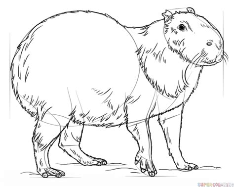 How To Draw A Capybara Step By Step Drawing Tutorials