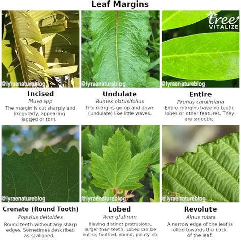 24 Different Types Of Ginkgo Trees And Their Identifying Features