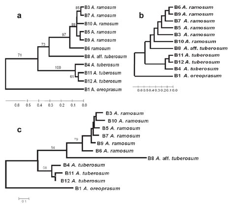 A Upgma Phenogram Derived From The Analysis Of 86 Rapd Characters Of
