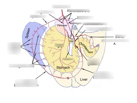 Abdominal Aorta Celiac Trunk Diagram Quizlet