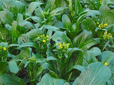 Chinese Flowering Cabbage Choy Sum Seeds 200 Etsy