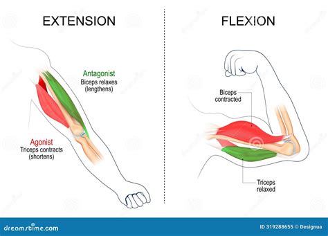 Extension And Flexion Of Muscles Stock Vector Illustration Of Radius