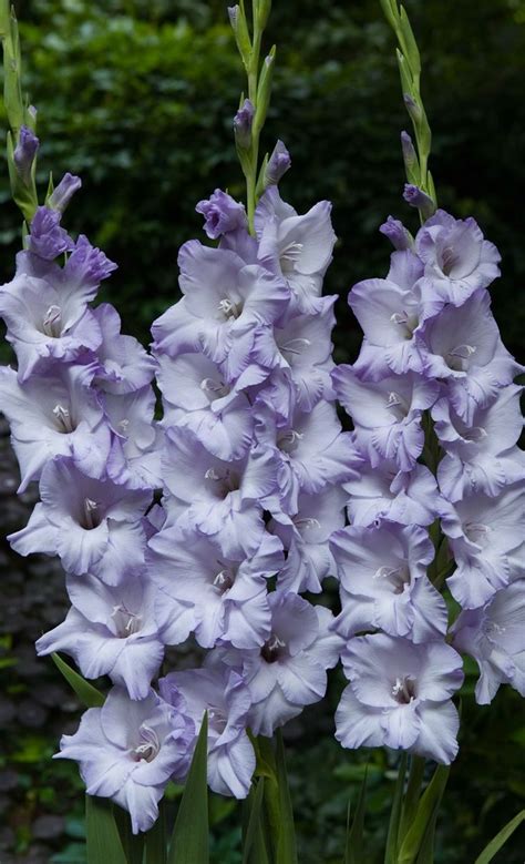 Gladiolus 'Sweet Blue' | Цветок гладиолус, Цветник план